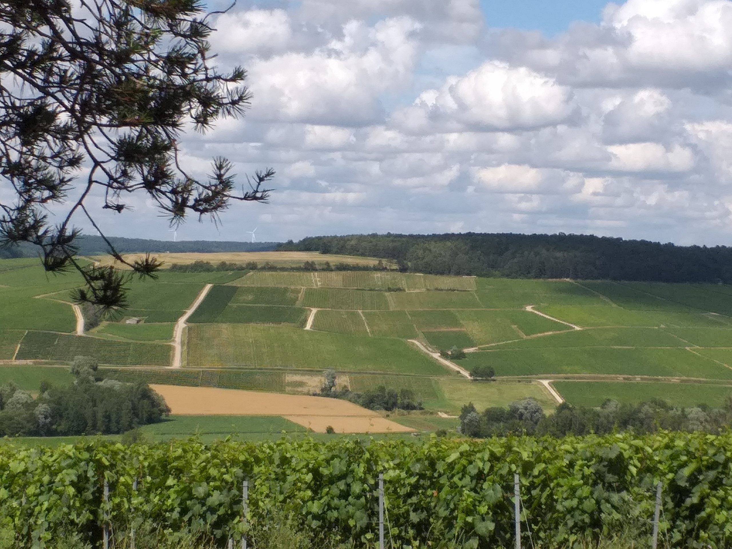 Juillet 2021 - Paysage Aubois - Champagne Patour
