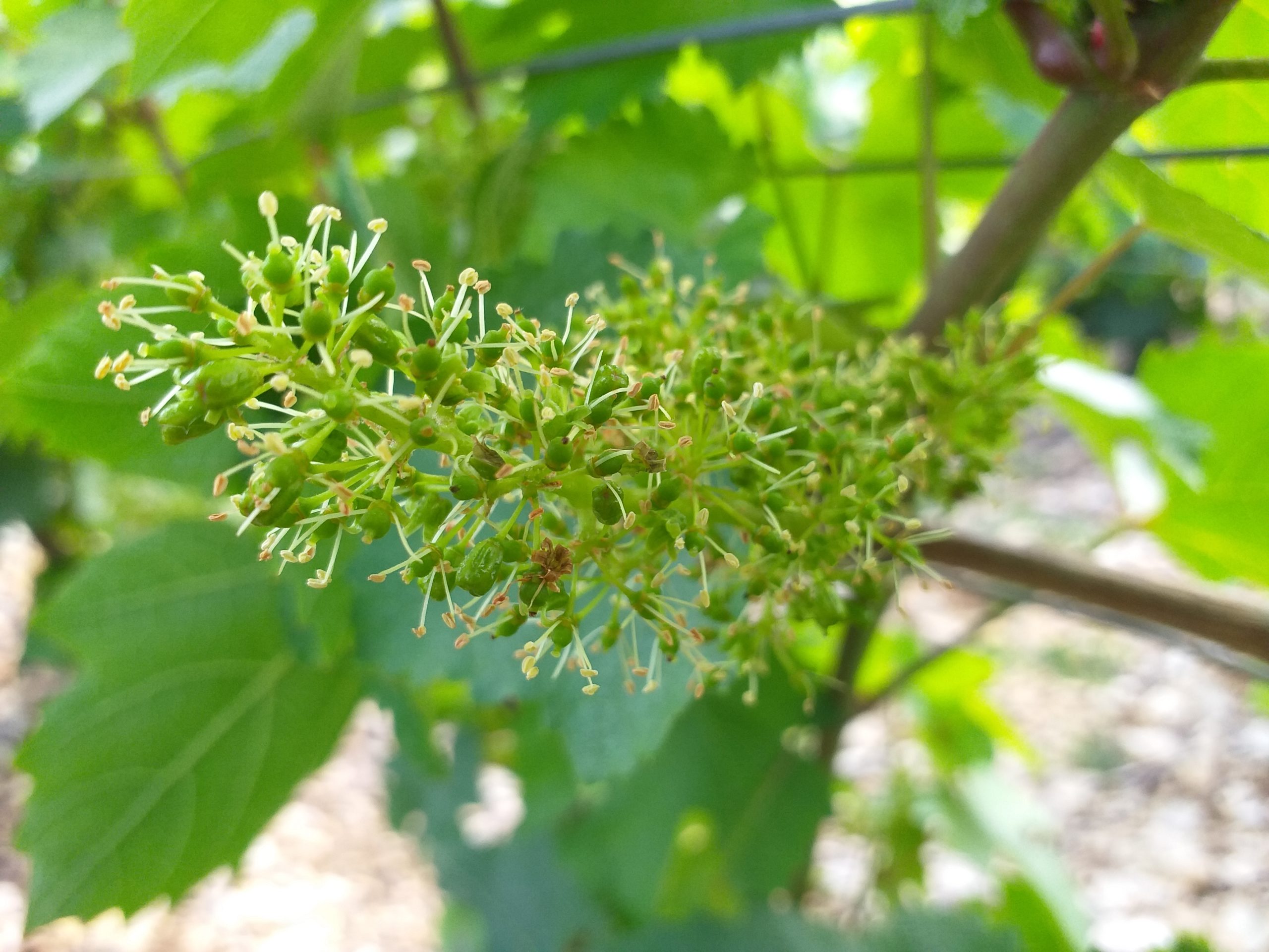 30 mai - La fleur de vigne - Champagne Patour