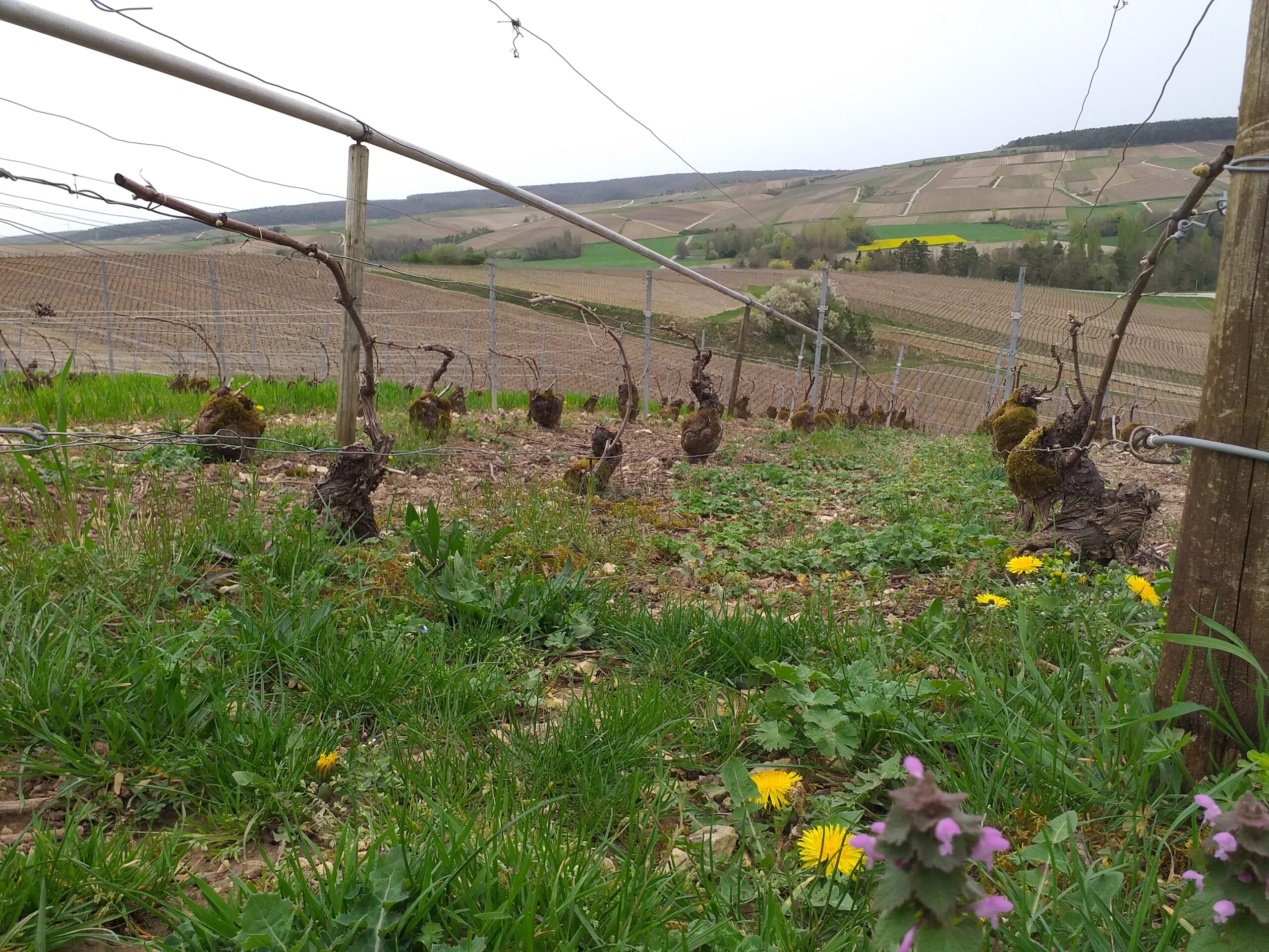 Avril - Le printemps arrive - Champagne Patour