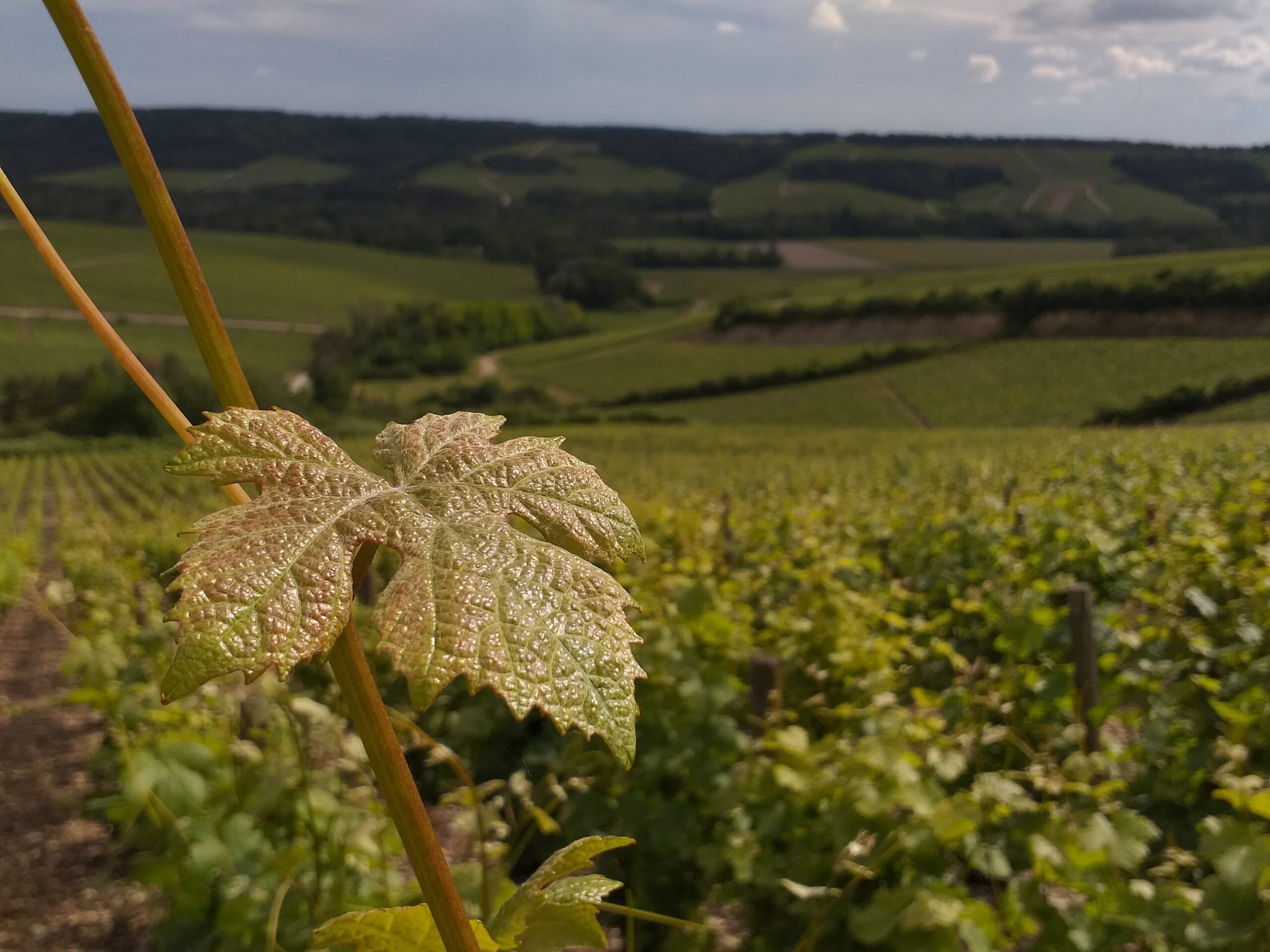 Juin - Les vignes poussent - Champagne Patour