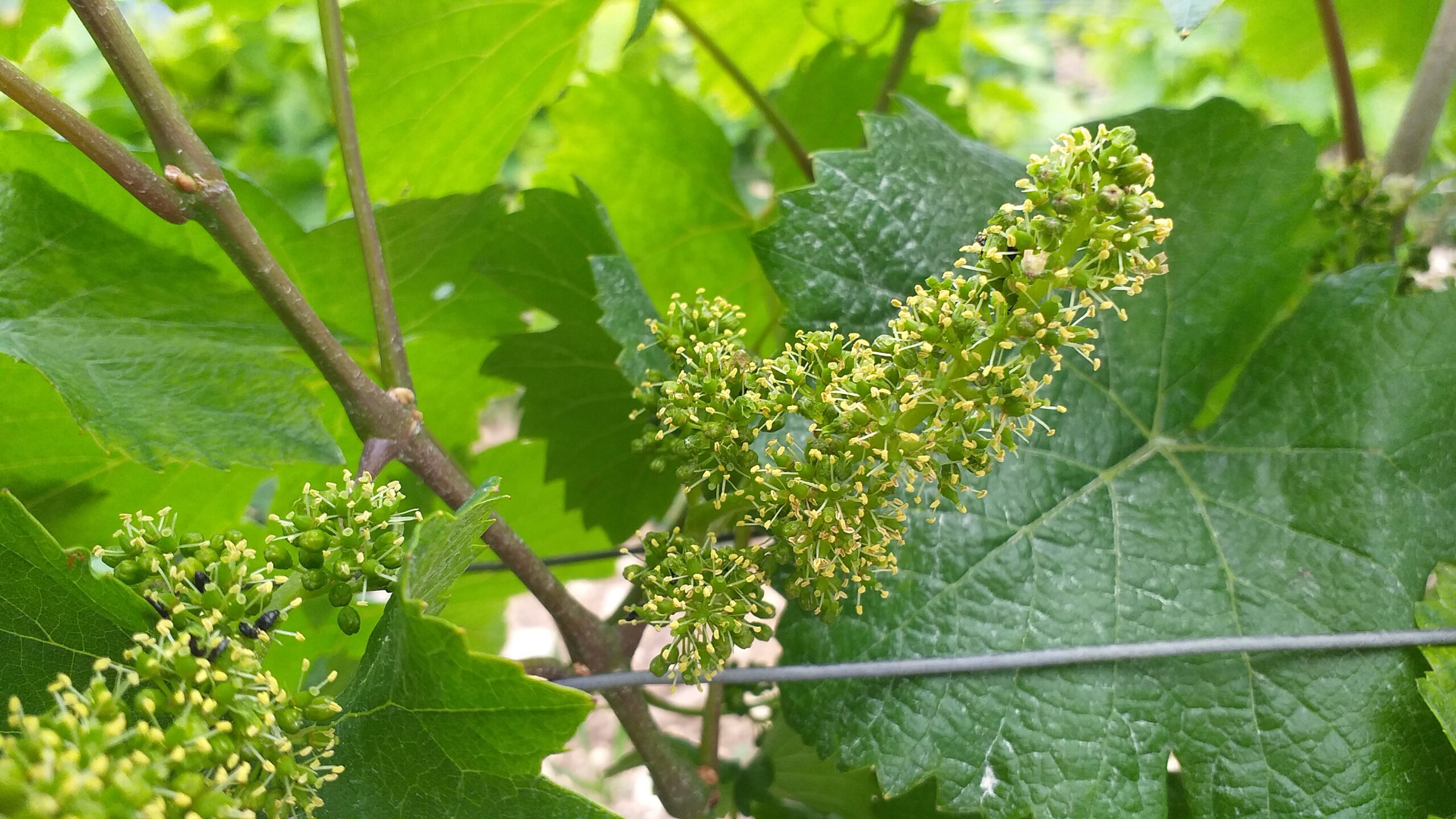 Juin 2025 - Hum ! Vous sentez cette délicate fragrance ! - Champagne Patour